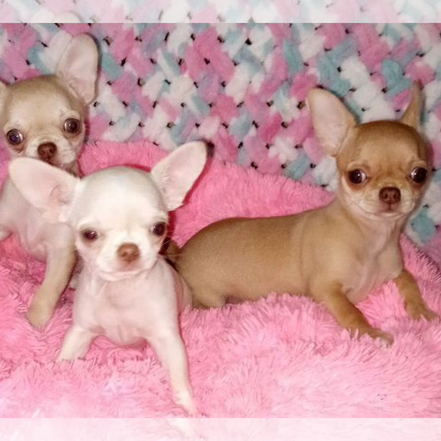 Чихуахуа, щенок