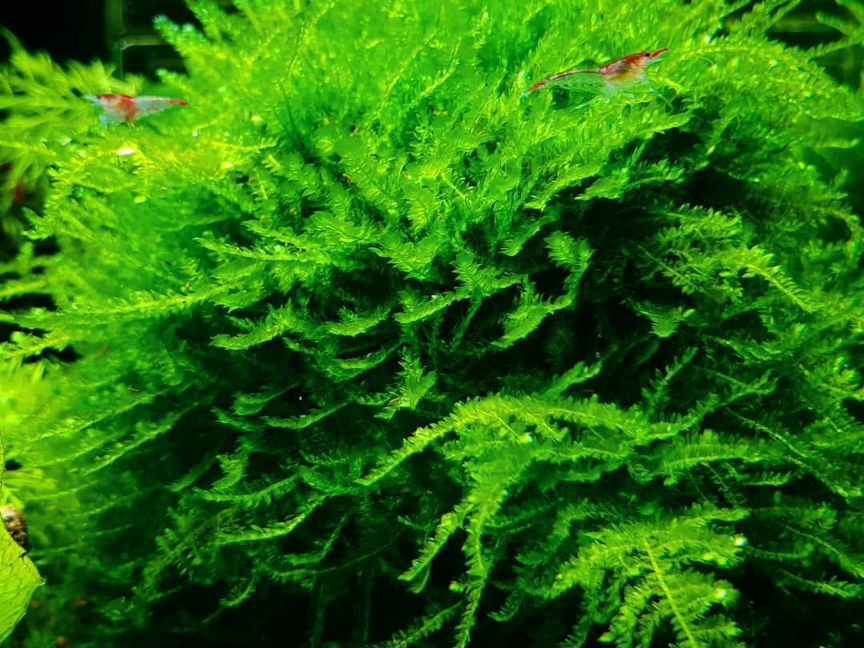 Мох рождественский