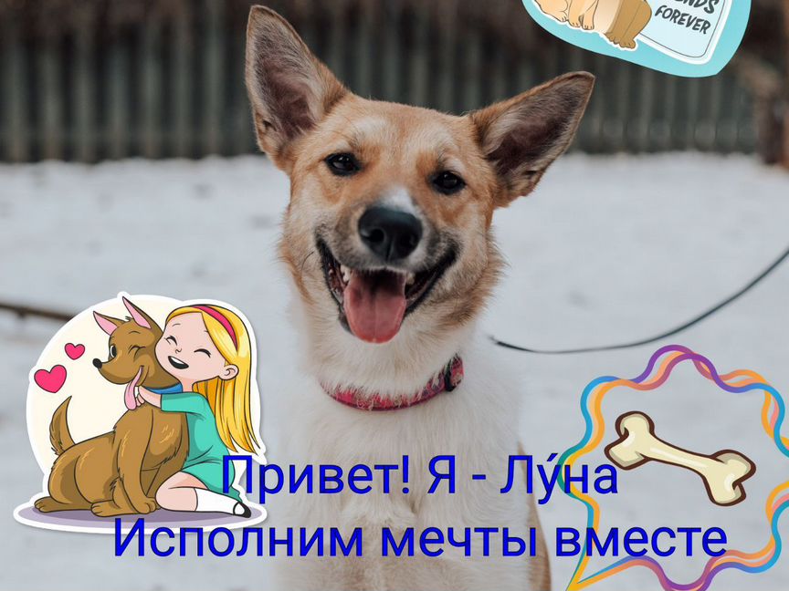 Собака исполняющая мечты доброму мечтателю