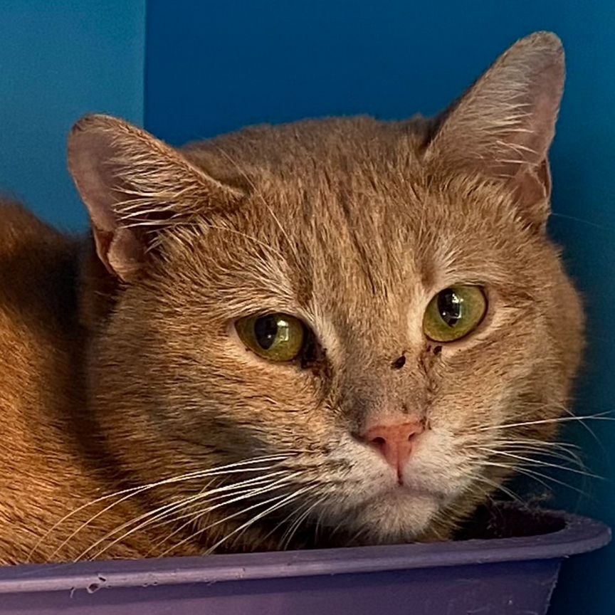 Взрослый кот в добрые руки