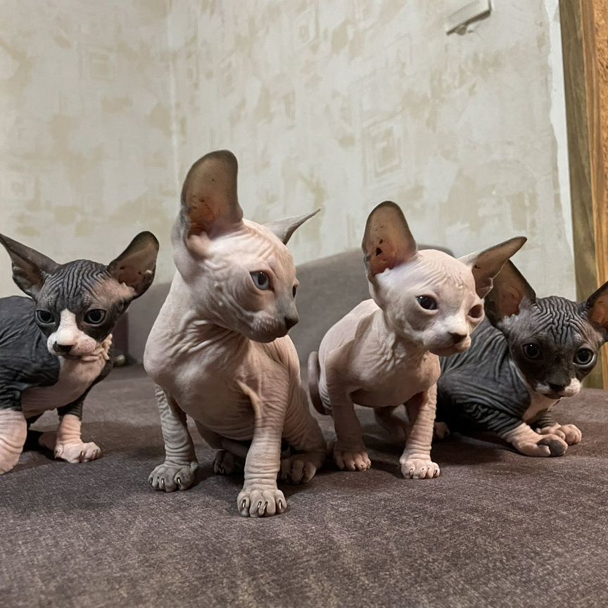 Канадский сфинкс