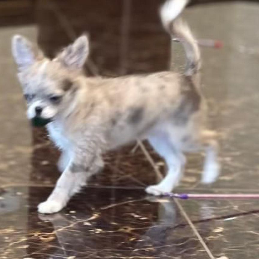 Чихуахуа, щенок