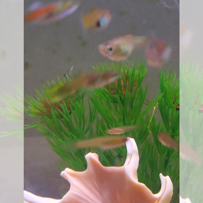 Отдам гуппи