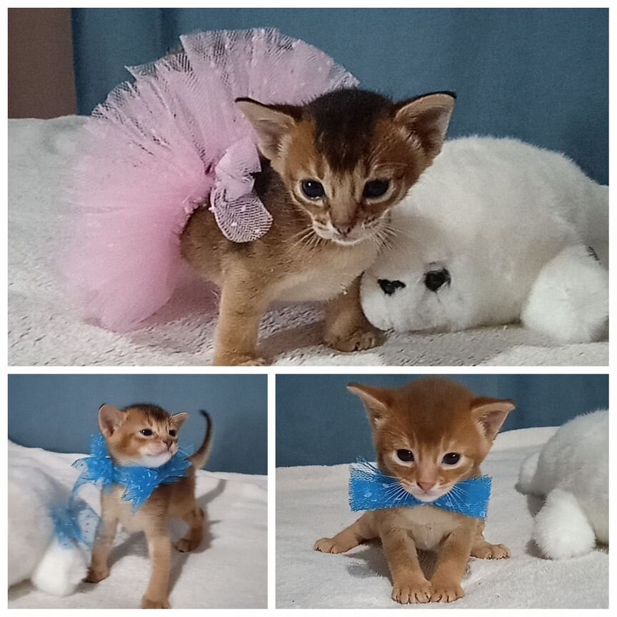 Аббисинские котята
