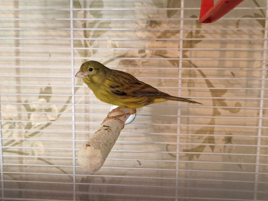 Продаю русских канареек и кенаров