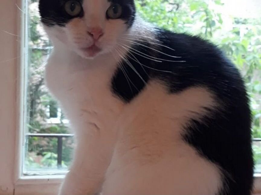 Кошка