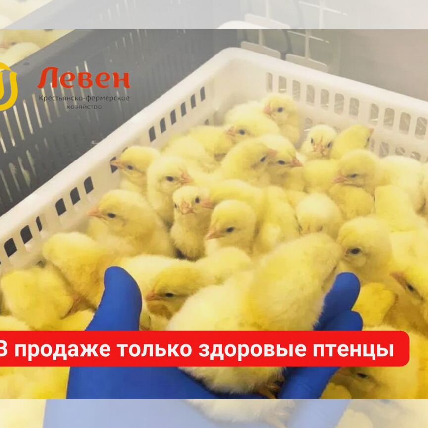 Цыплята бройлеры росс-308 (суточные)