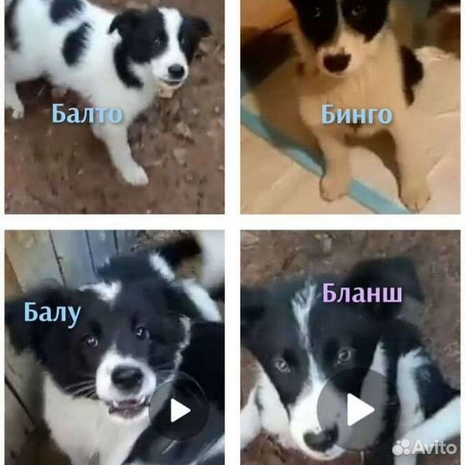 Метис бордер колли