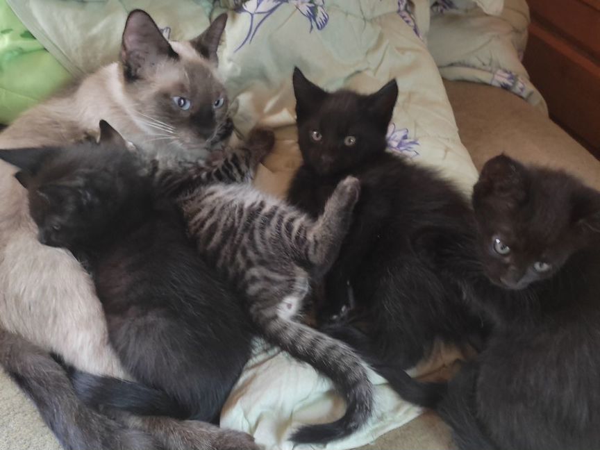 Черные котята тайской кошки 2023