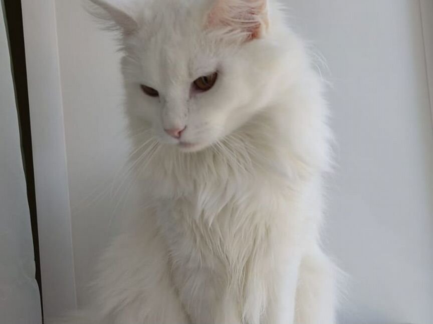 Мейн-кун, кошечка