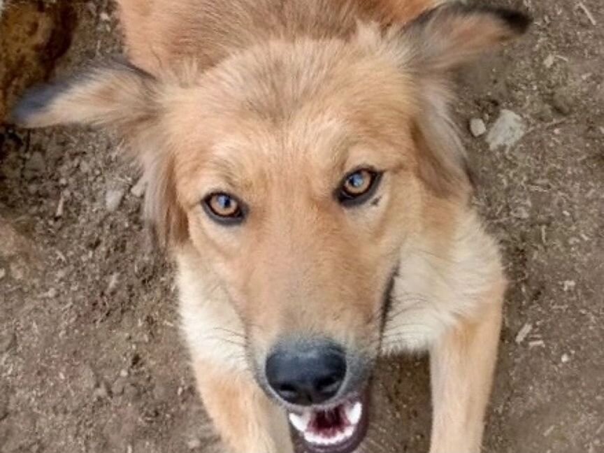 Собака девочка бесплатно