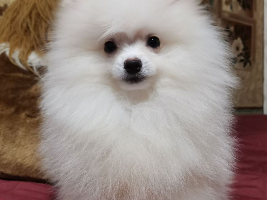 Померанский шпиц мини