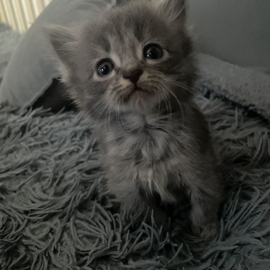 Русский голубой котёнок