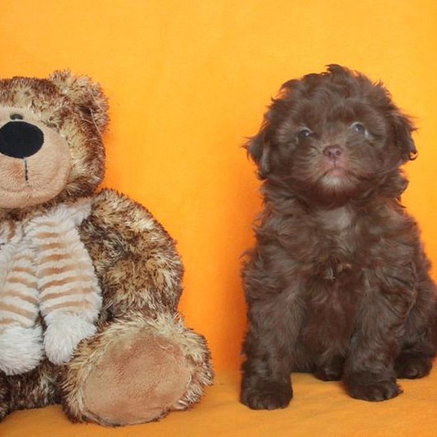 Мальтипу щоколадки