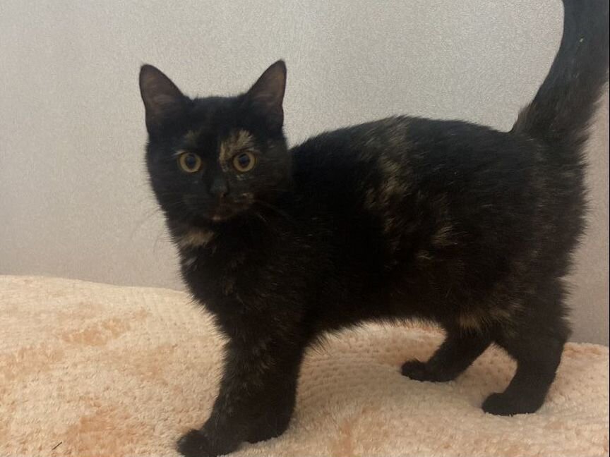 Сибирские котята