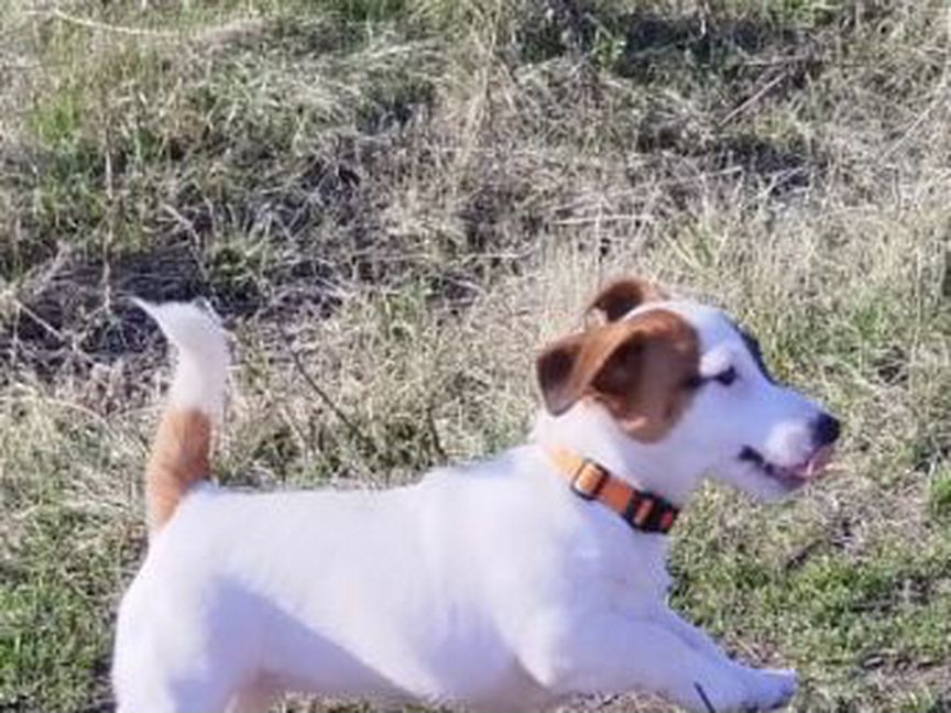 Джэк рассел