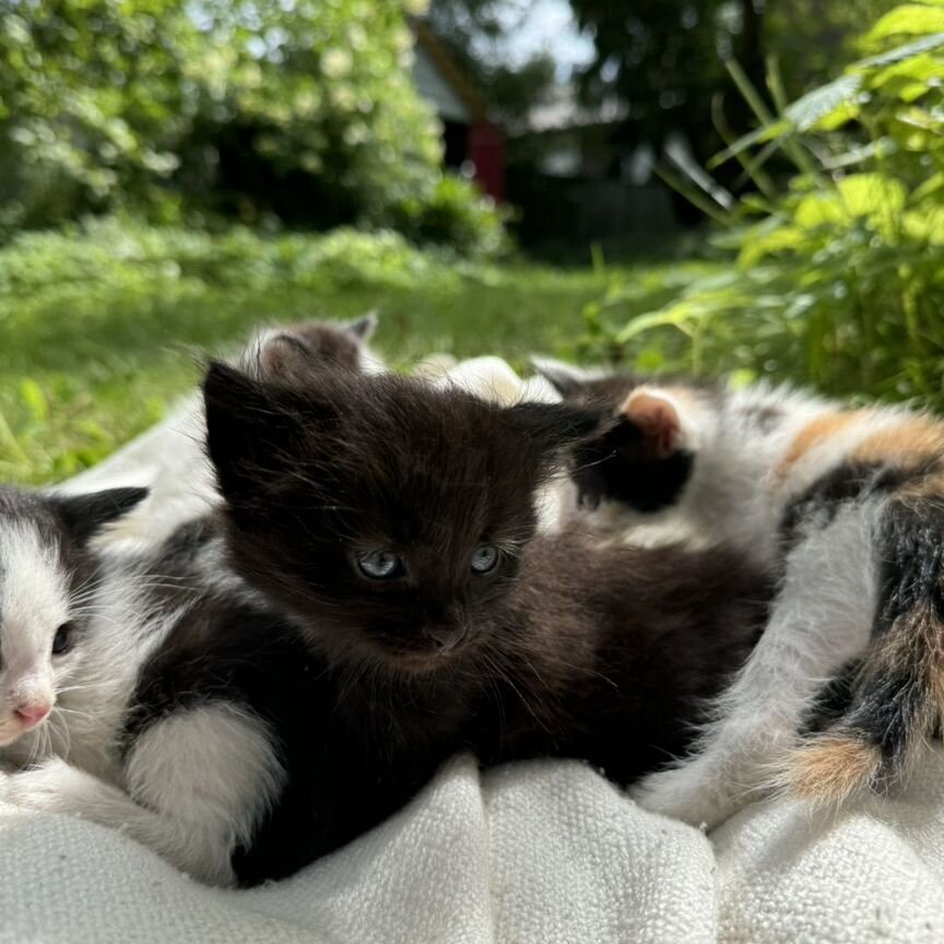 Отдам в добрые руки