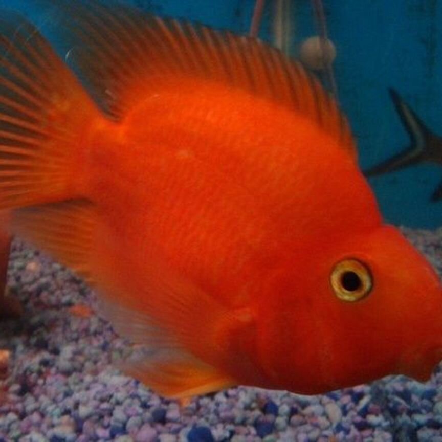 Пурпурный попугай