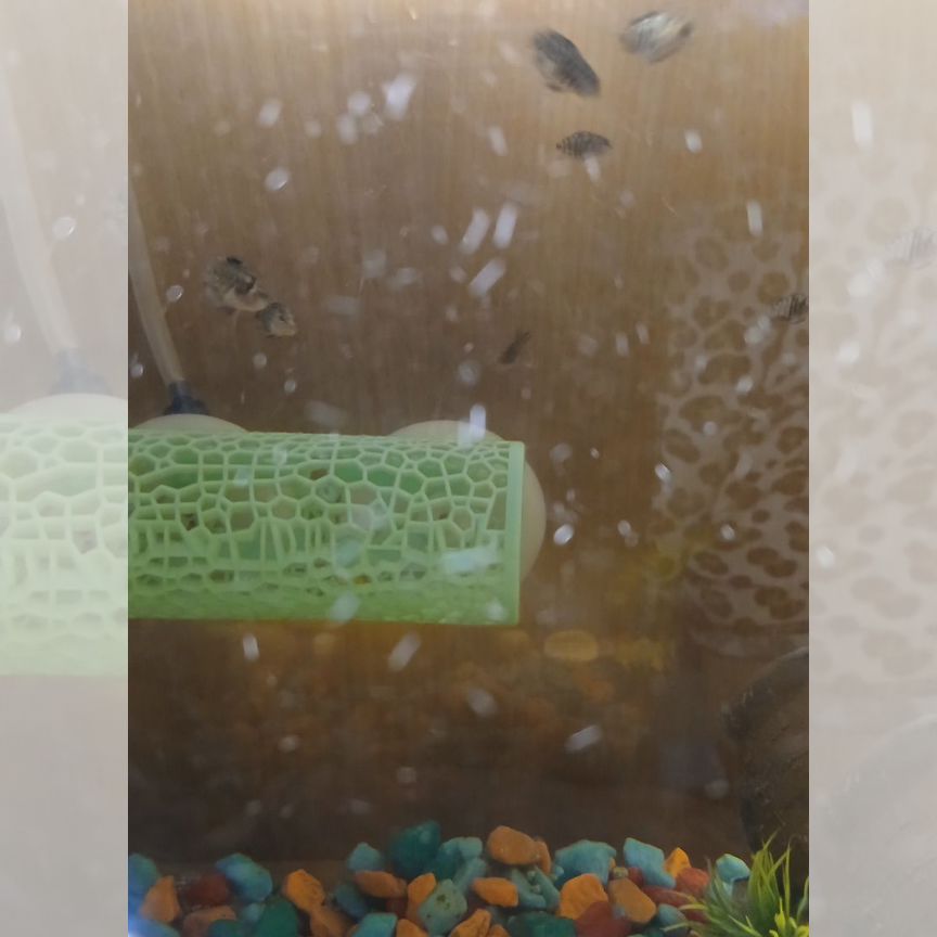 Рыбки (попугай)