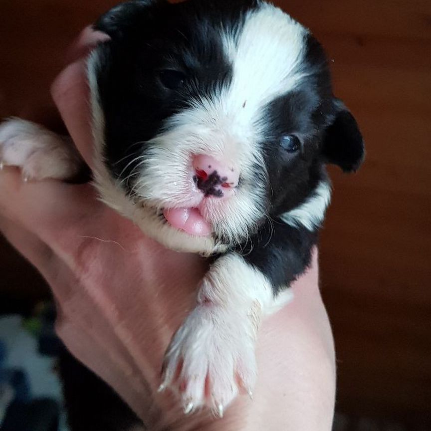 Бордер-колли, щенок