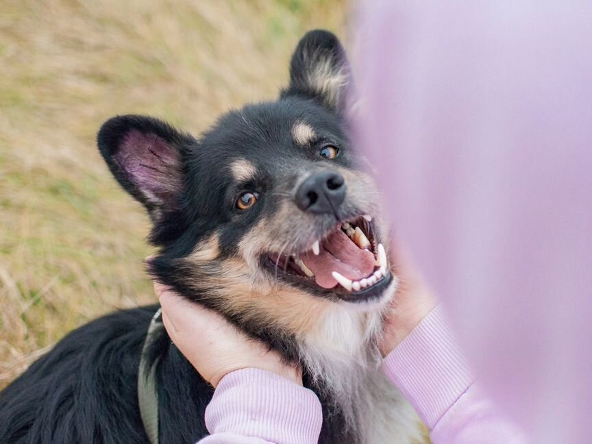 Собака в добрые руки отдам бесплатно