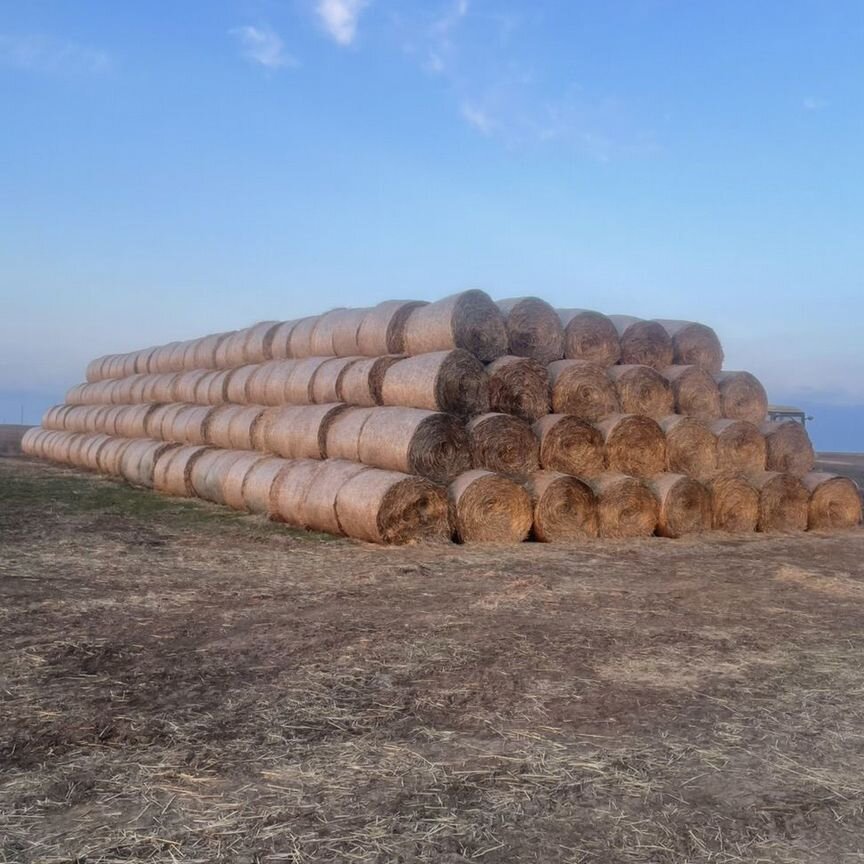 Солома пшеничная