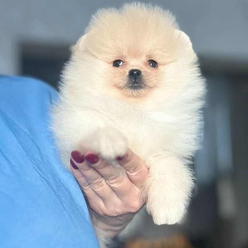 Померанский шпиц, щенок