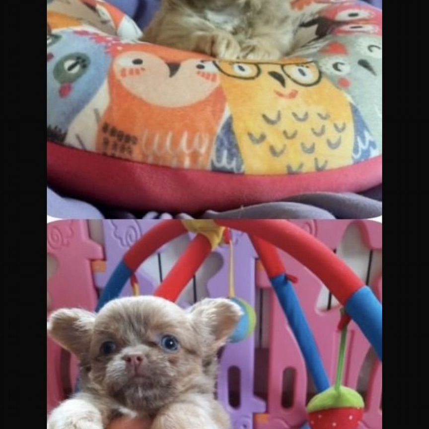 Чихуахуа мини