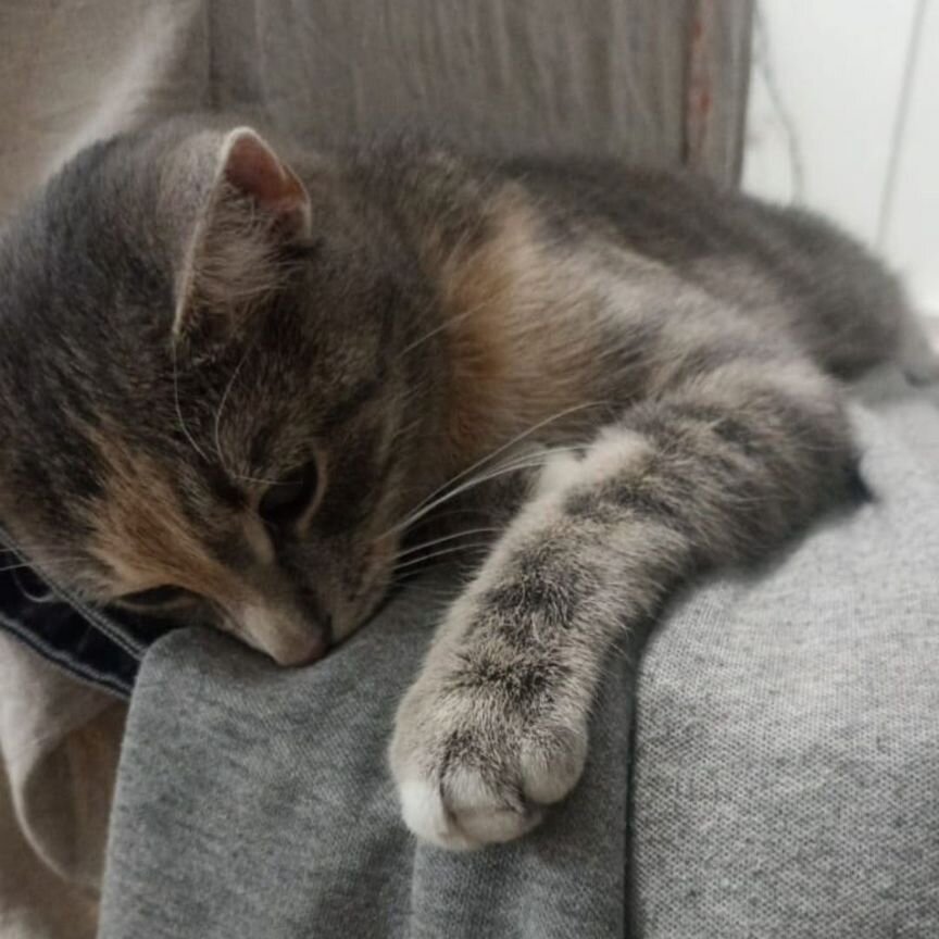 Кошка ищет своих людей