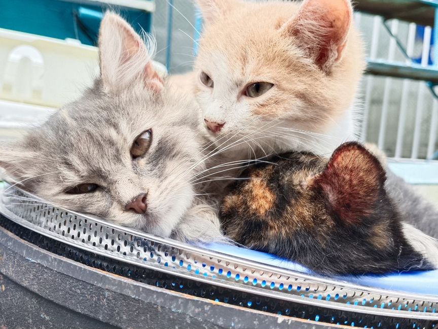 Котята ищут дом