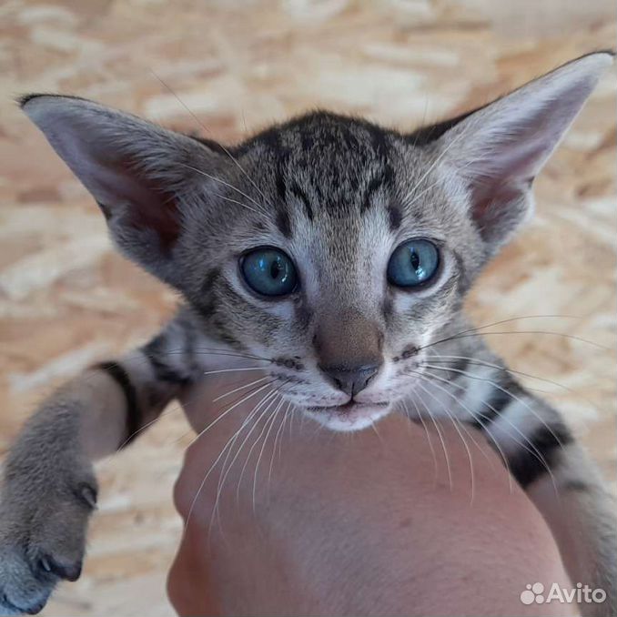 Шикарные ориенталы