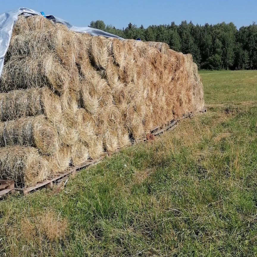 Сено в мини рулонах