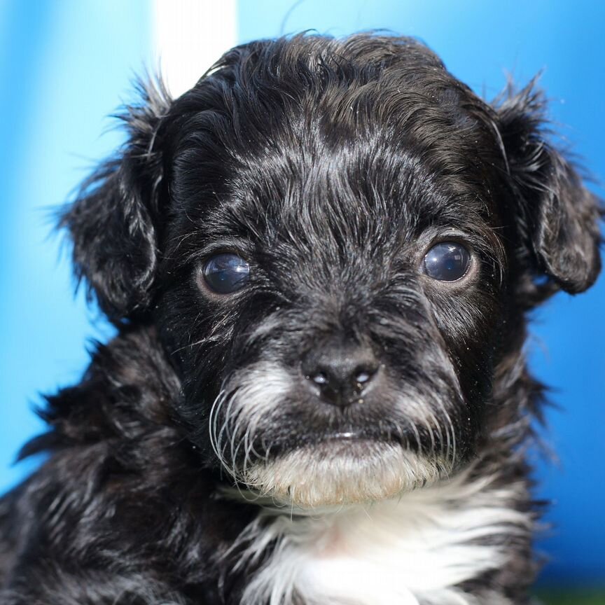 Кавапу, щенок