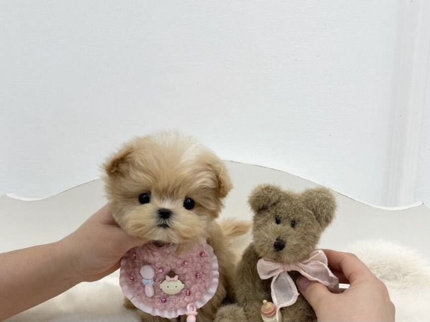 Мальтипу f1 micro