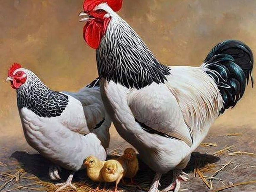 Ия кур адлерская серебристая