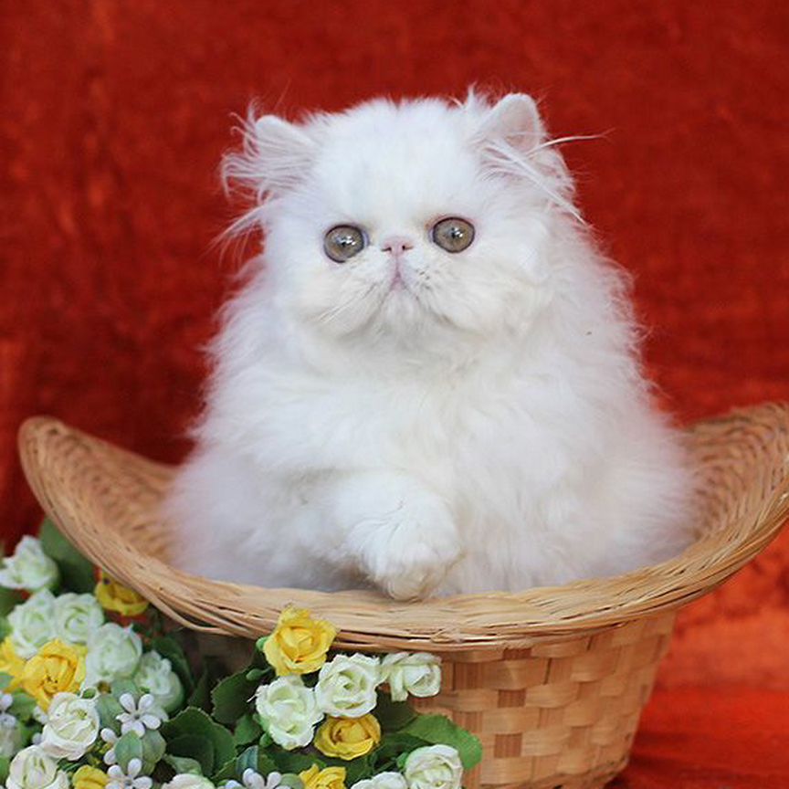 Маленькая красотка