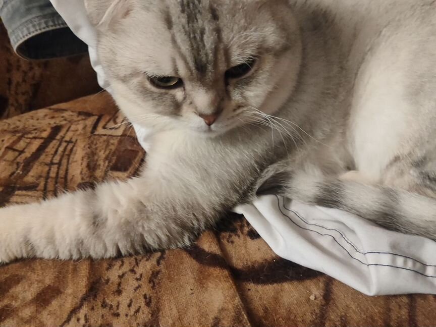 Шотландский вислоухий кот