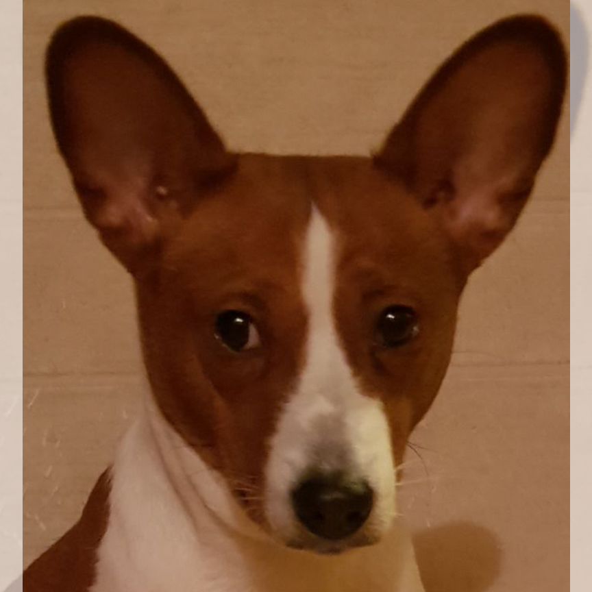 Басенджи, щенок