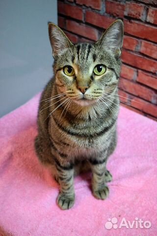 Котик Маркус 1,5 года ищет семью