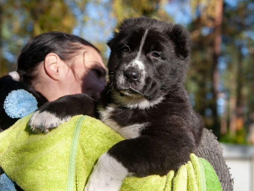 Среднеазиатская овчарка