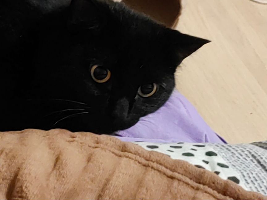 Кот