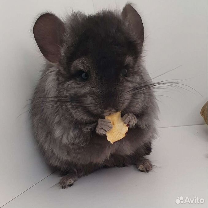 Шиншилленок кпа эбони средний нф 3мес
