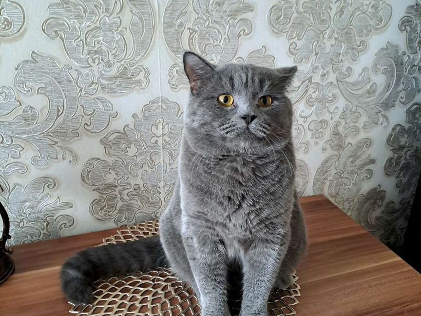 Коты для вязки шотландцы