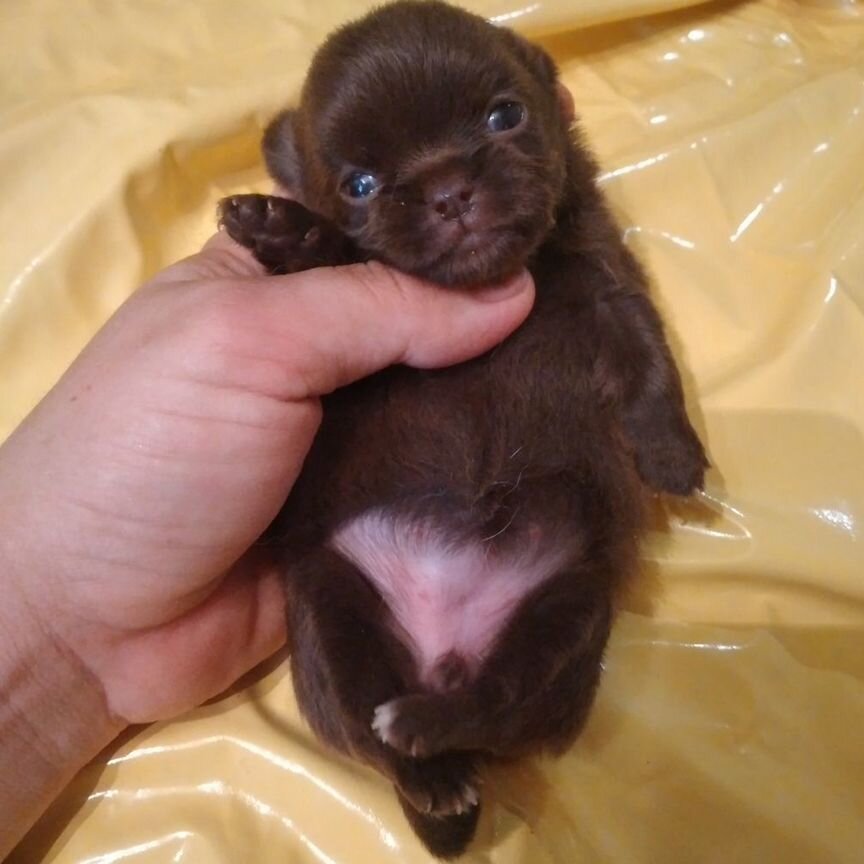 Мини щенки чихуахуа бейби фейс коби тип шоколадные