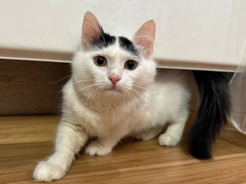 Снежка котёнок