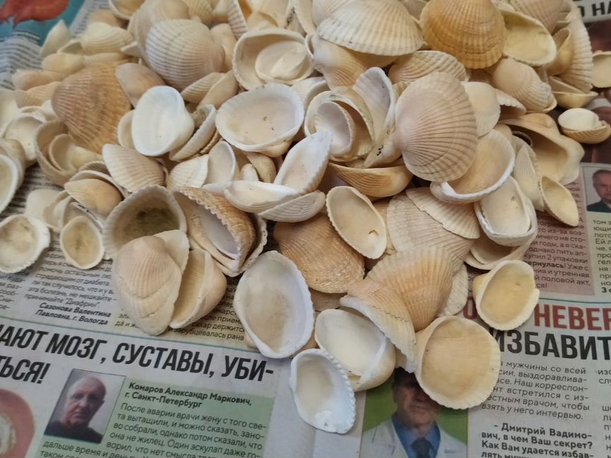 Ракушки