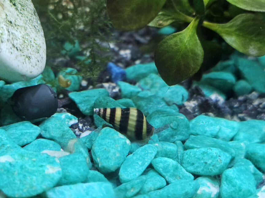 Улитка хелена