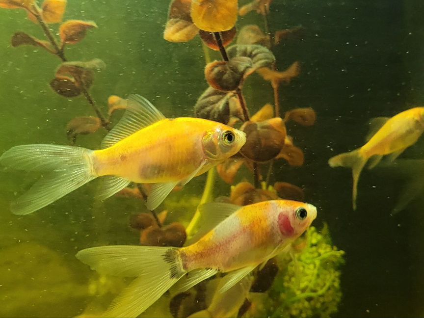 Золотые рыбки подрощенные