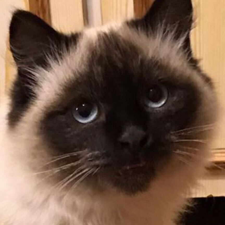 Балинезийская молодая кошка