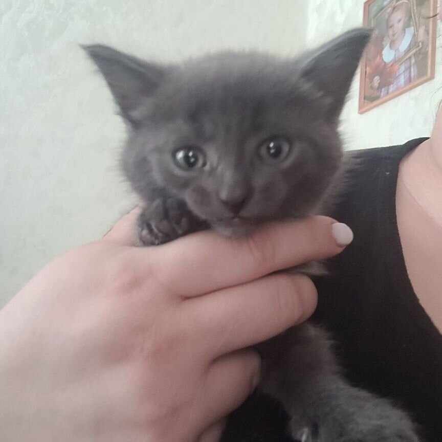 Котенок